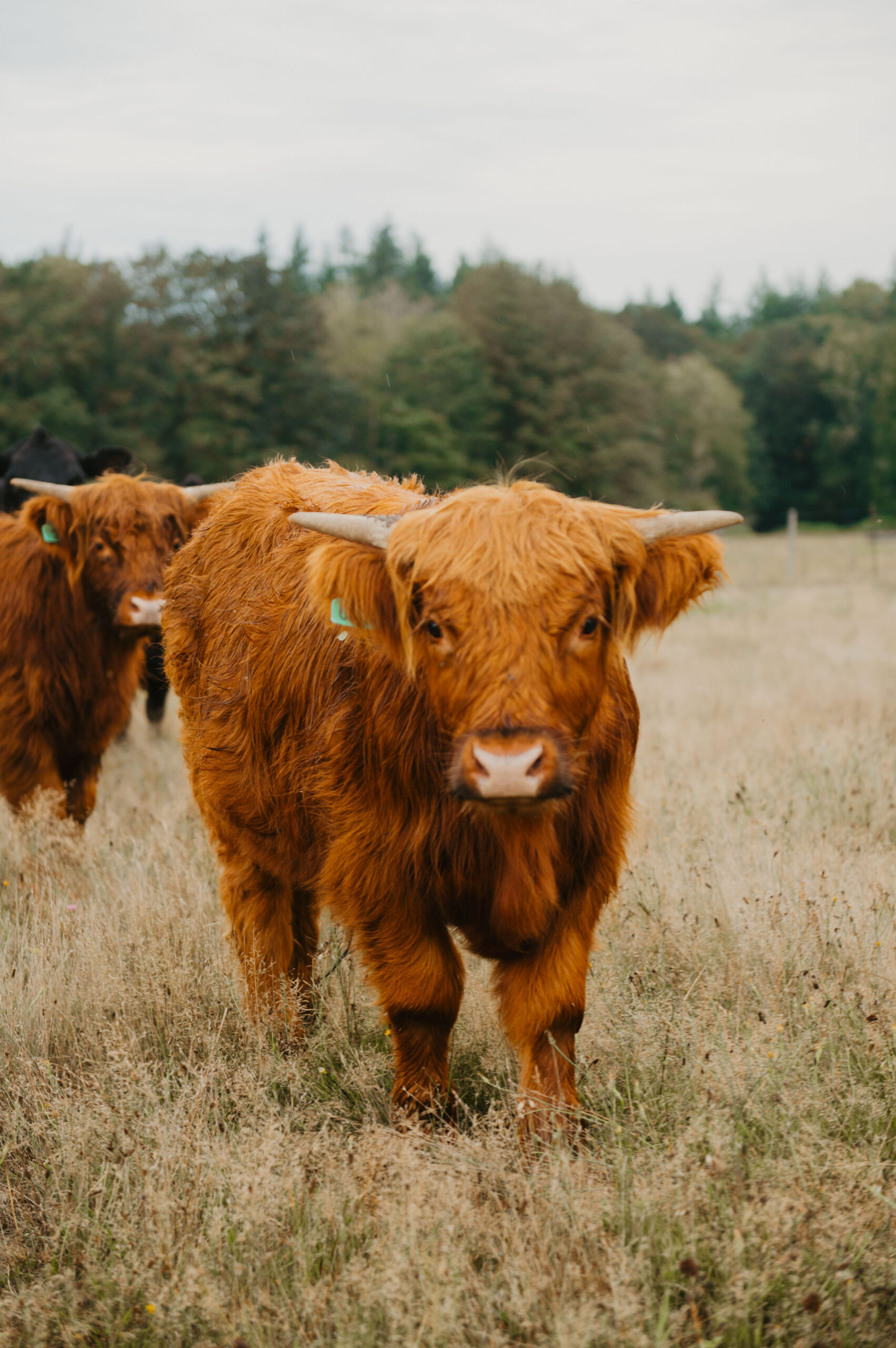 Why Highland Beef? - Norris Farmstead